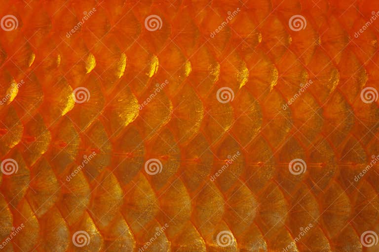 Goldfish Scale stock photo. Image of yellow, orange, colorful - 29087872