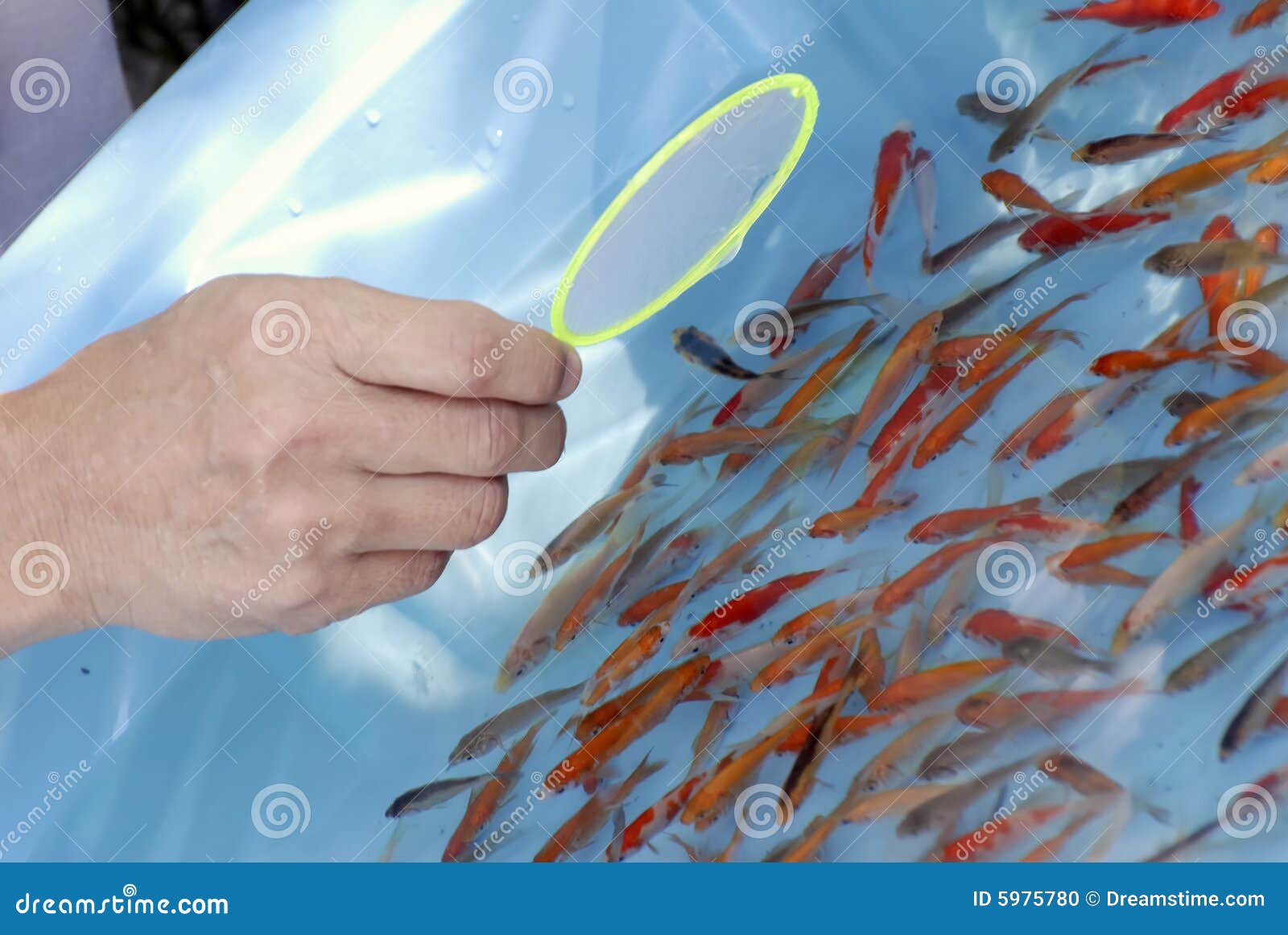 Goldfish scoop stock photo. Image of swim, gold, fishing - 5975780