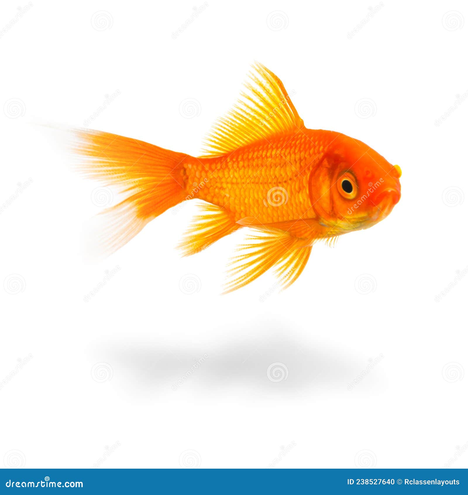 Goldfish with shadow stock photo. Image of vertebrate - 238527640