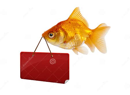 Goldfish with a sign stock image. Image of goldfish, empty - 15961639