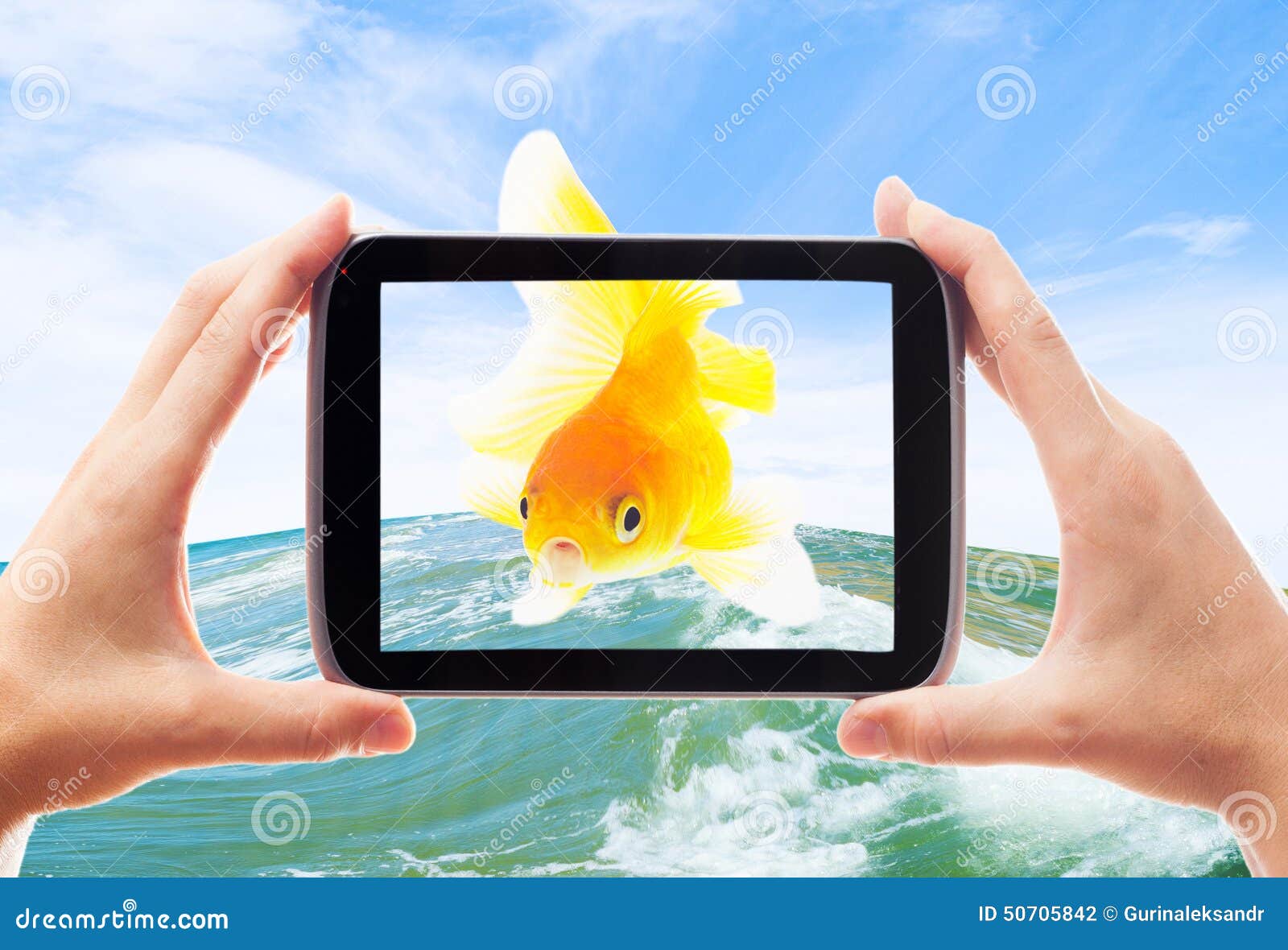 Goldfish stock photo. Image of power, extreme, communications - 50705842