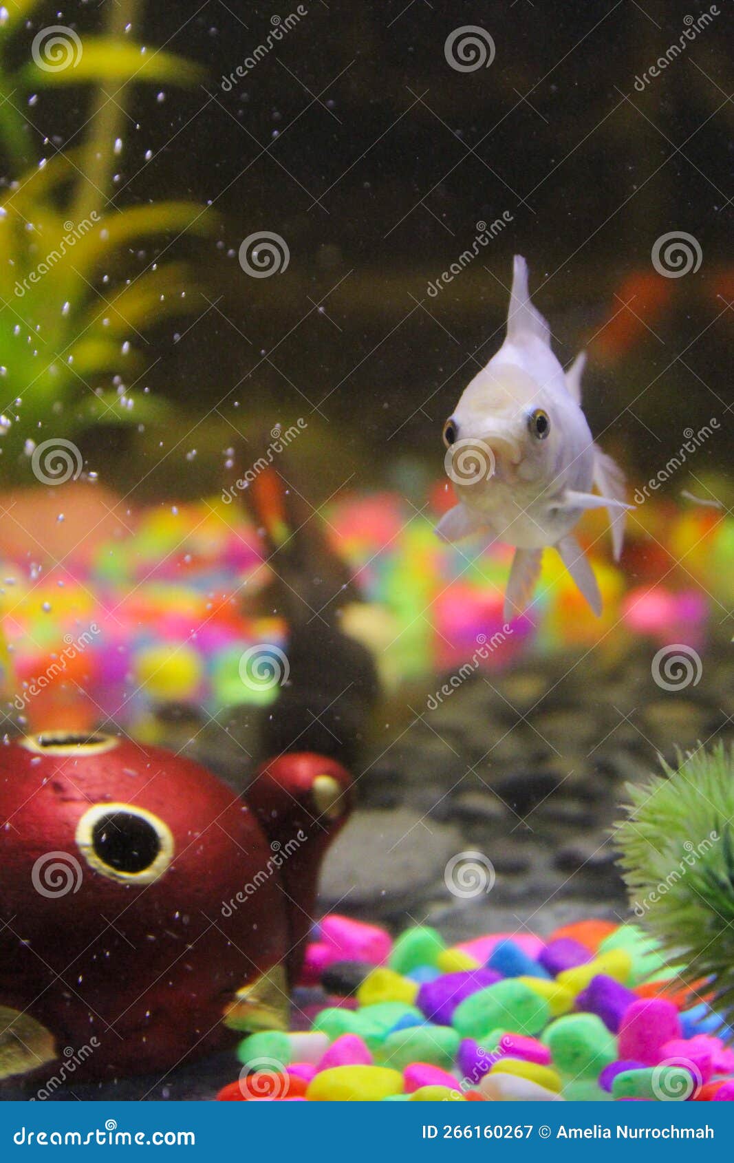 Goldfish staring at camera stock image. Image of goldfish - 266160267