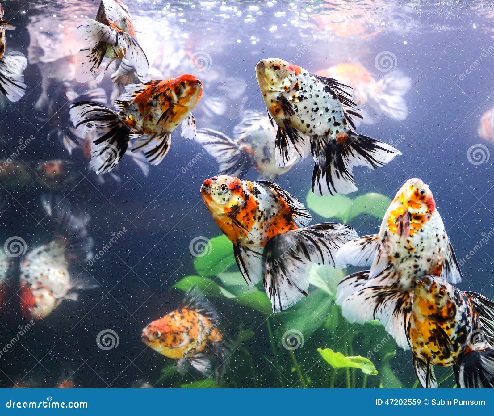 Goldfish sucks a rocks stock image. Image of orange, freedom - 47202559