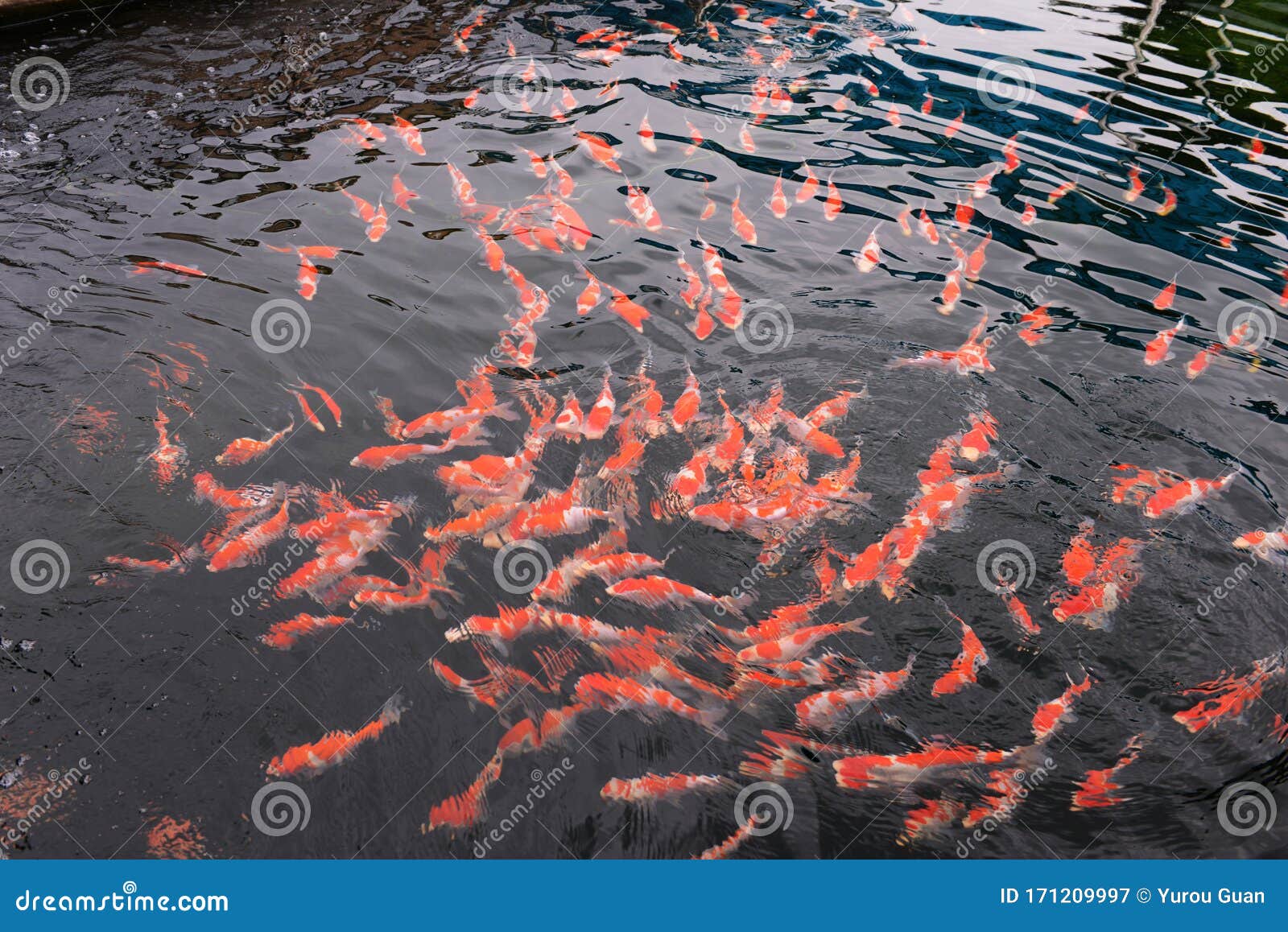 Goldfish swim in the pool stock image. Image of fish - 171209997