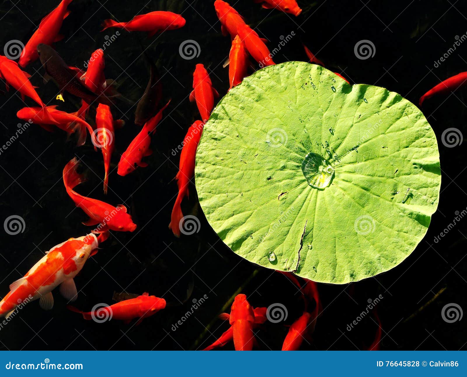 Goldfish Swimming in the Lotus Pond Stock Photo - Image of lotus, hobby ...