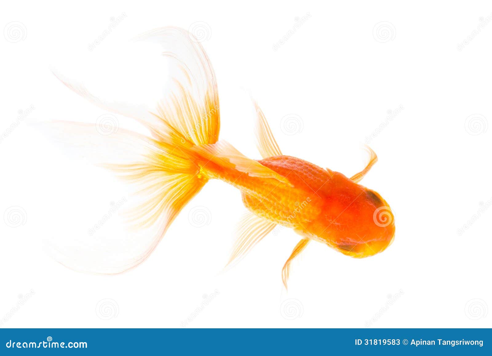 Goldfish swimming stock image. Image of nature, beautiful - 31819583