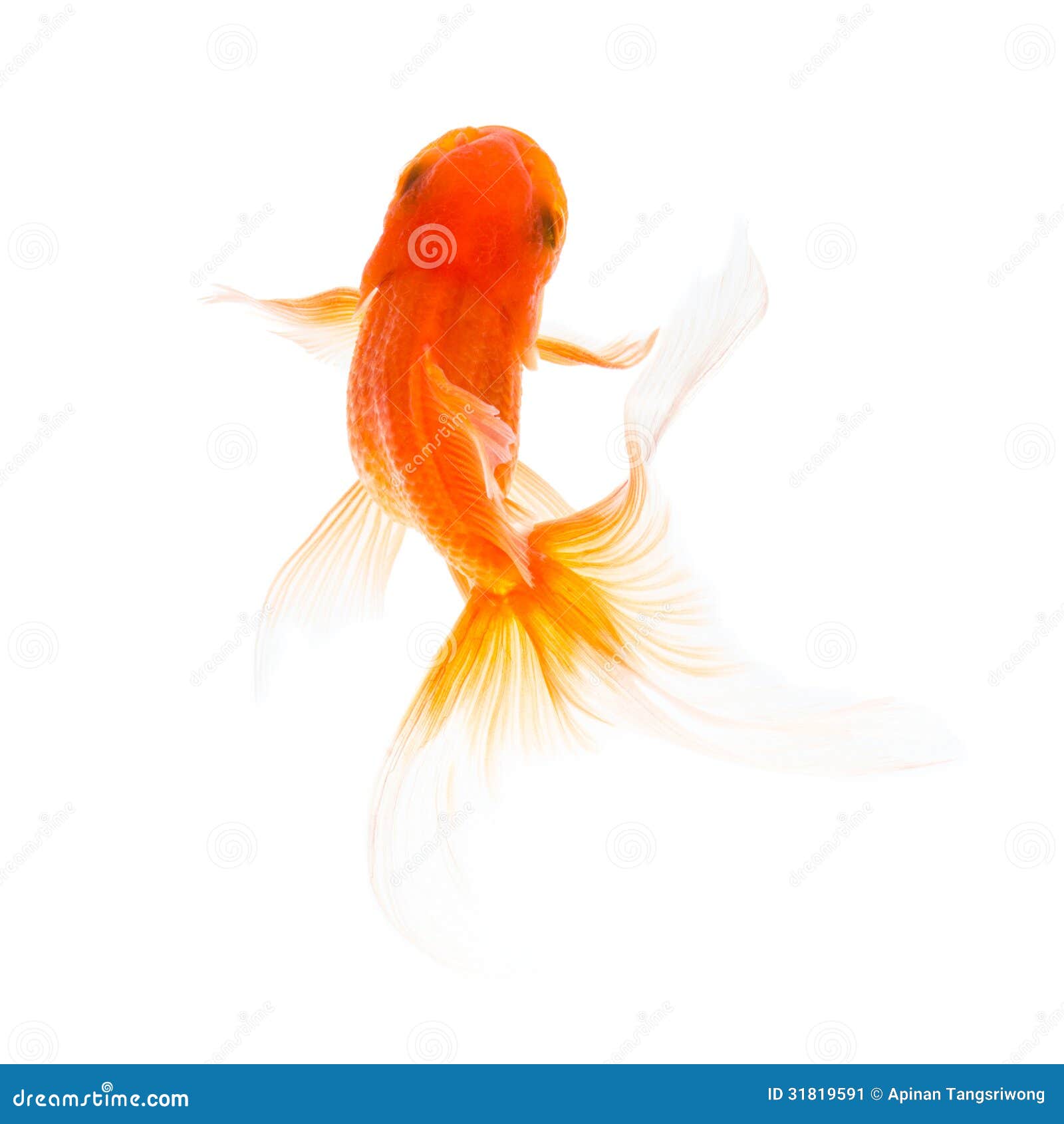 Goldfish swimming stock image. Image of water, underwater - 31819591