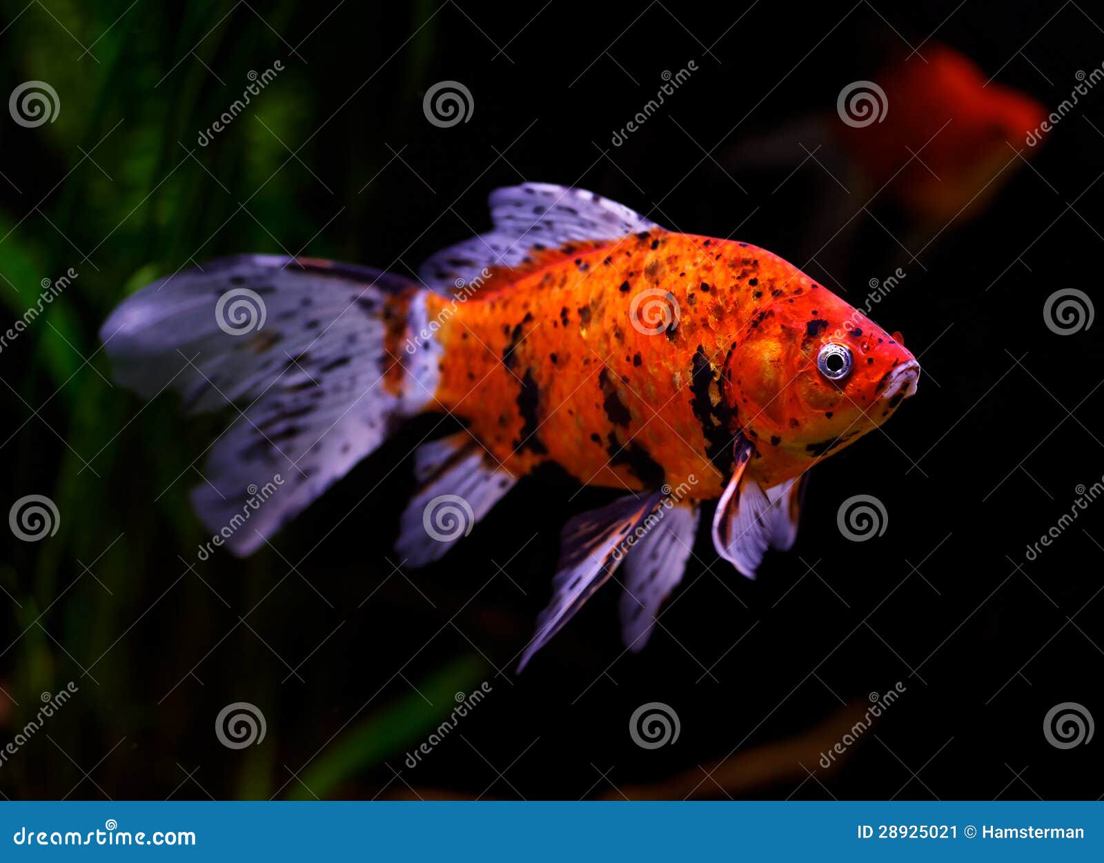 Goldfish Swimming Underwater Stock Image - Image of gold, tropical ...