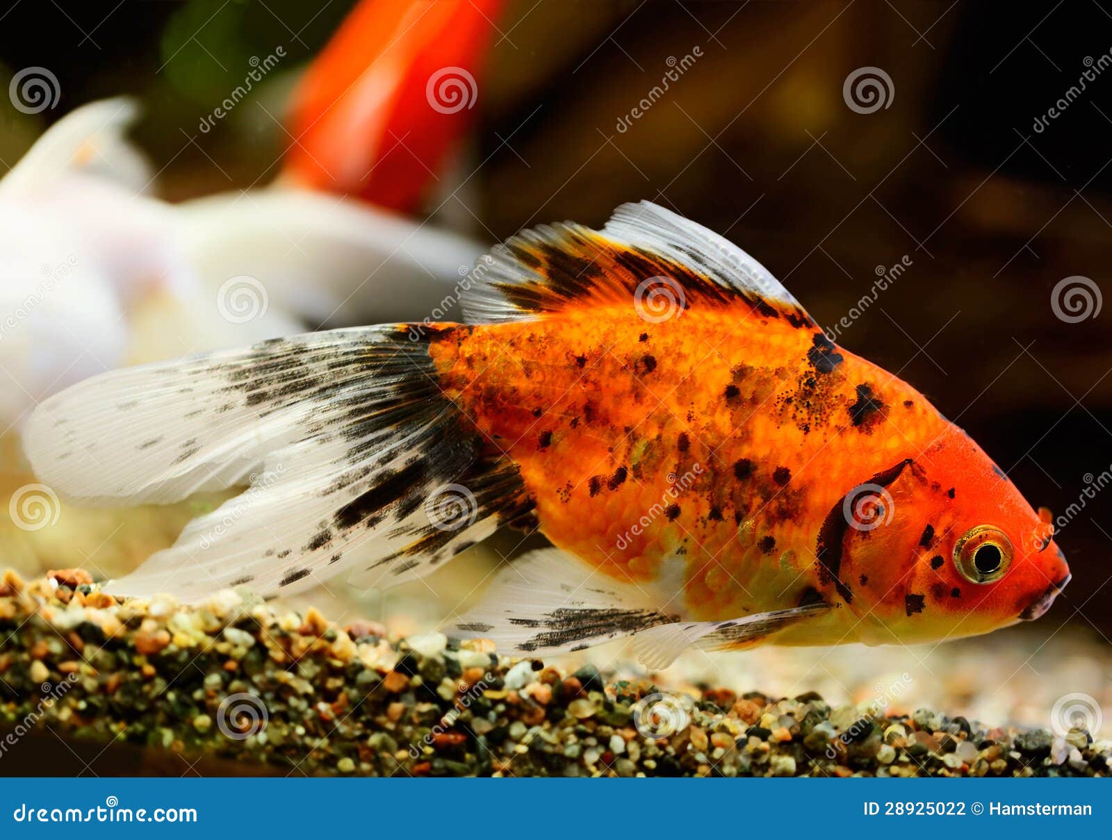 Goldfish Swimming Underwater Stock Photo - Image of swim, coldblooded ...