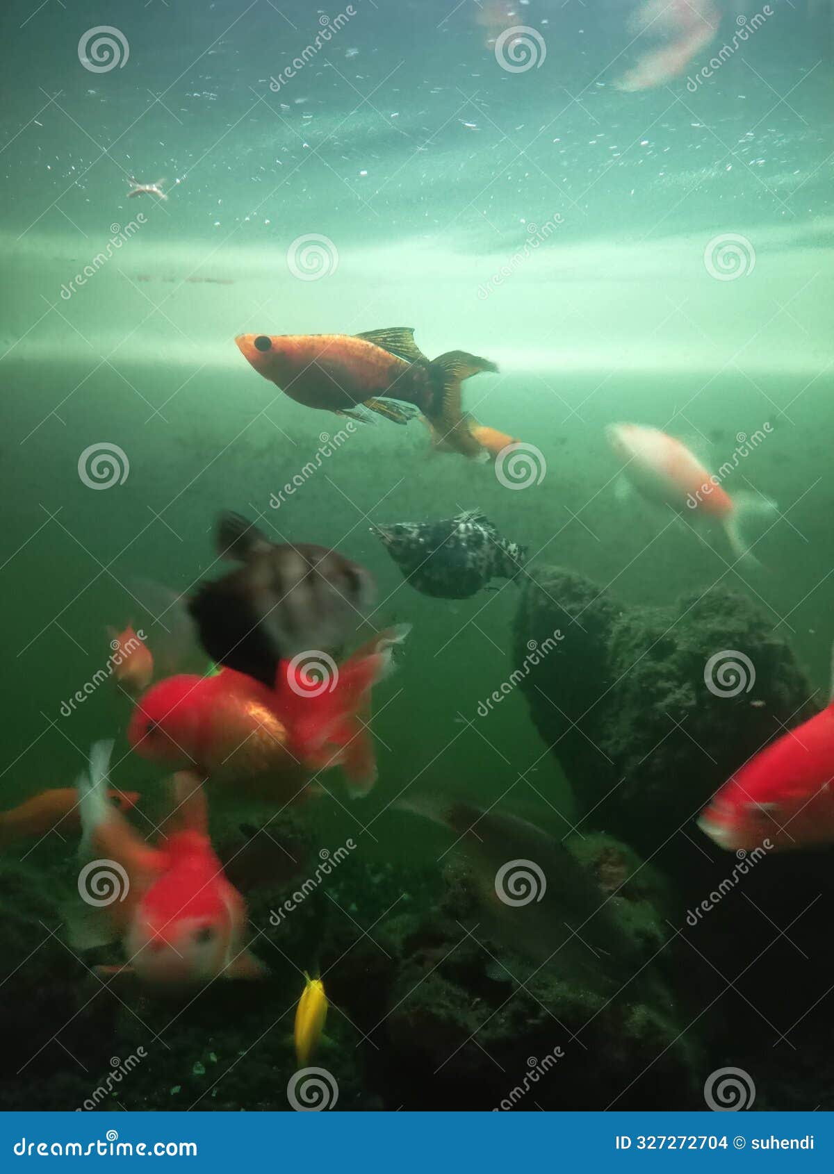 GoldFish tank stock photo. Image of goldfish, tank, aquatic - 327272704