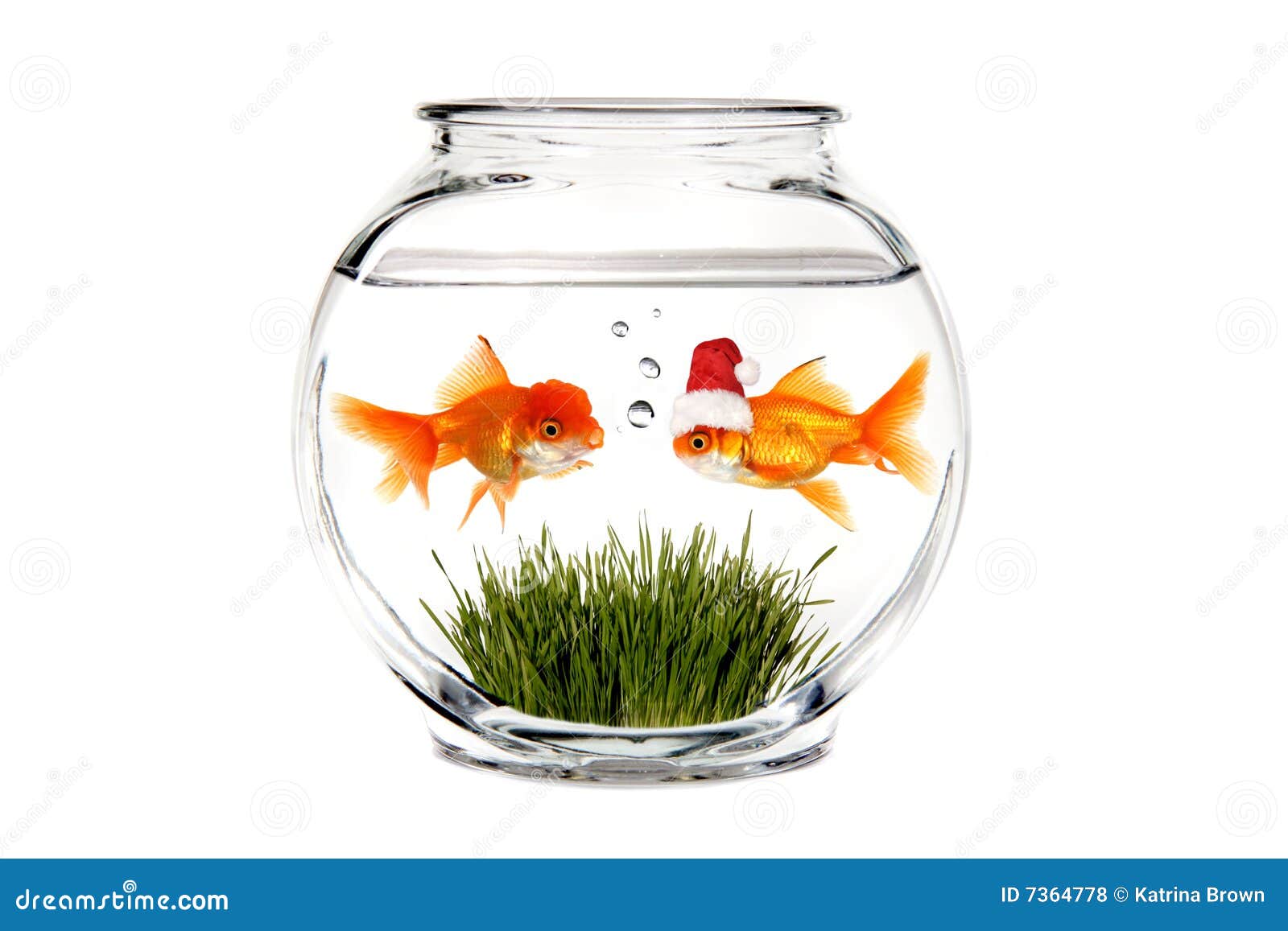 Goldfish Telling Santa What he Wants for Christmas Stock Photo - Image ...