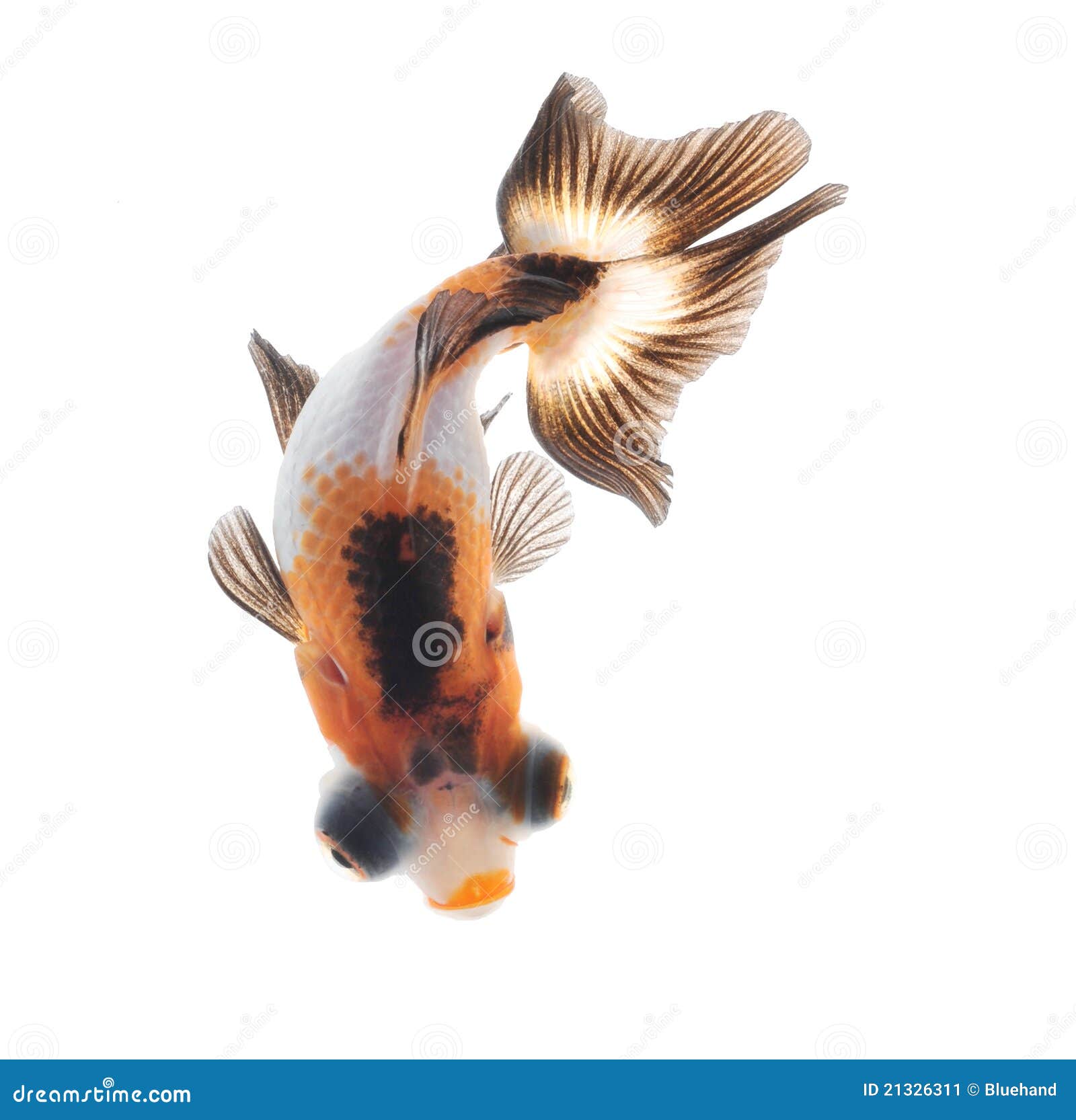 Goldfish Top View Isolated on White Background Stock Image - Image of ...