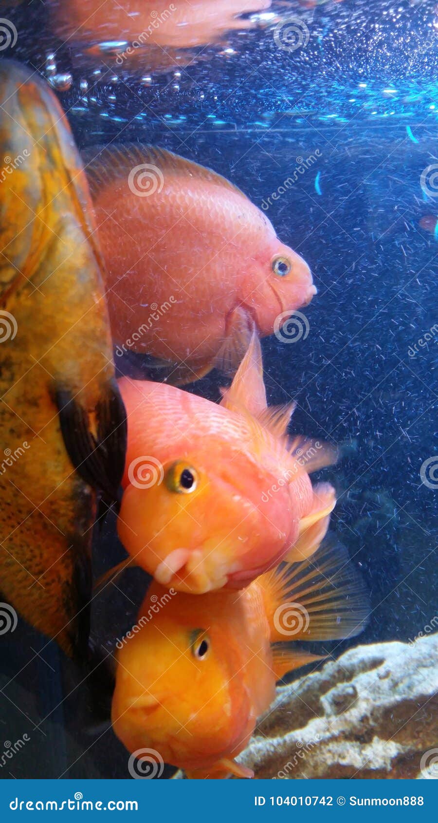 Goldfish in the Aquarium Closeup Stock Photo - Image of swim, look ...