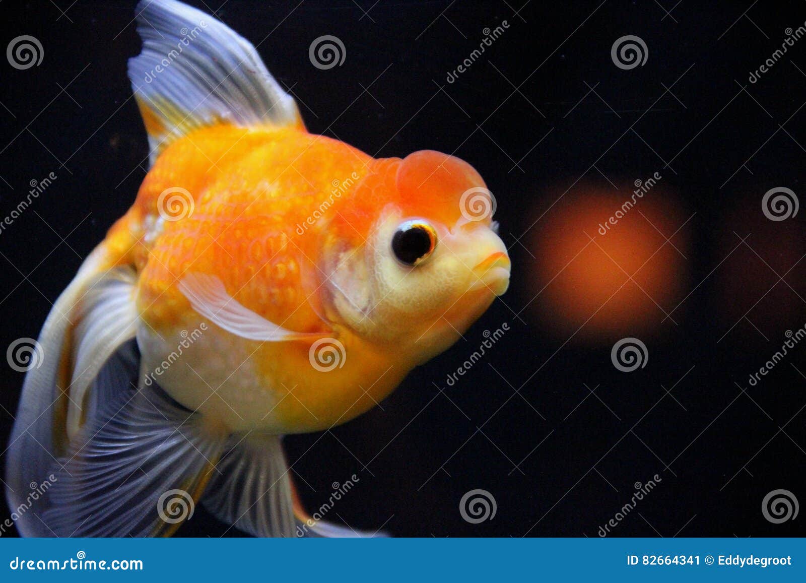 Goldfish stock image. Image of closeup, aquatic, marine - 82664341