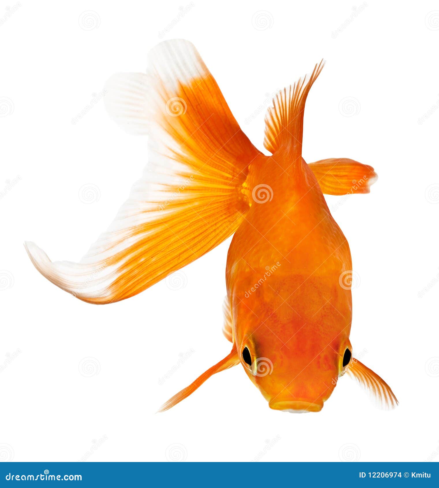 Goldfish View From Above Stock Images - Image: 12206974