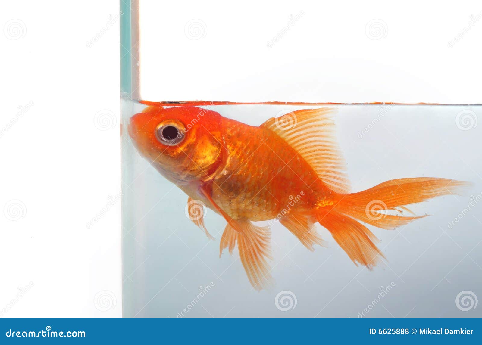 Goldfish wants more space stock photo. Image of staring - 6625888