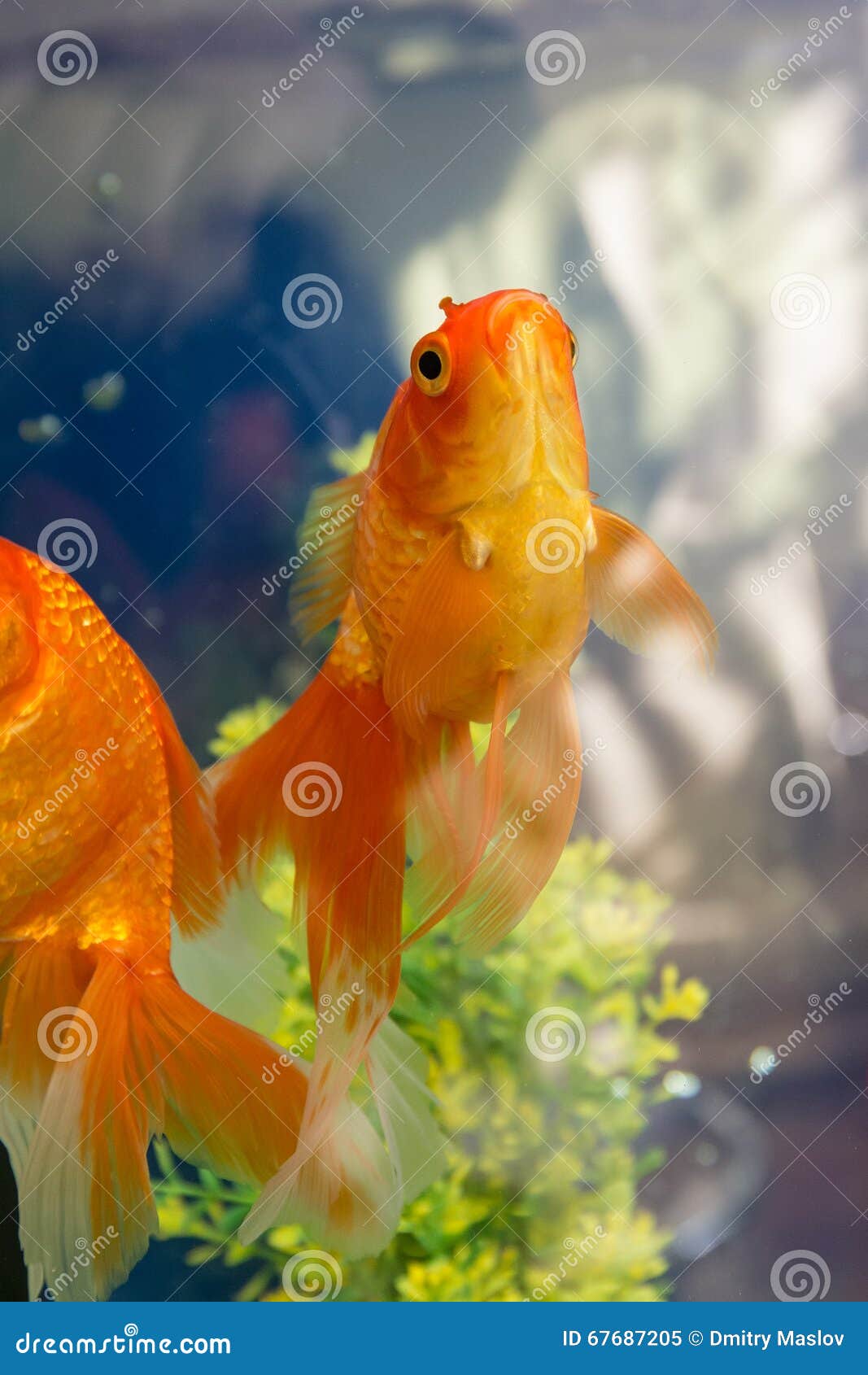 Goldfish in water stock image. Image of life, eyes, fish - 67687205