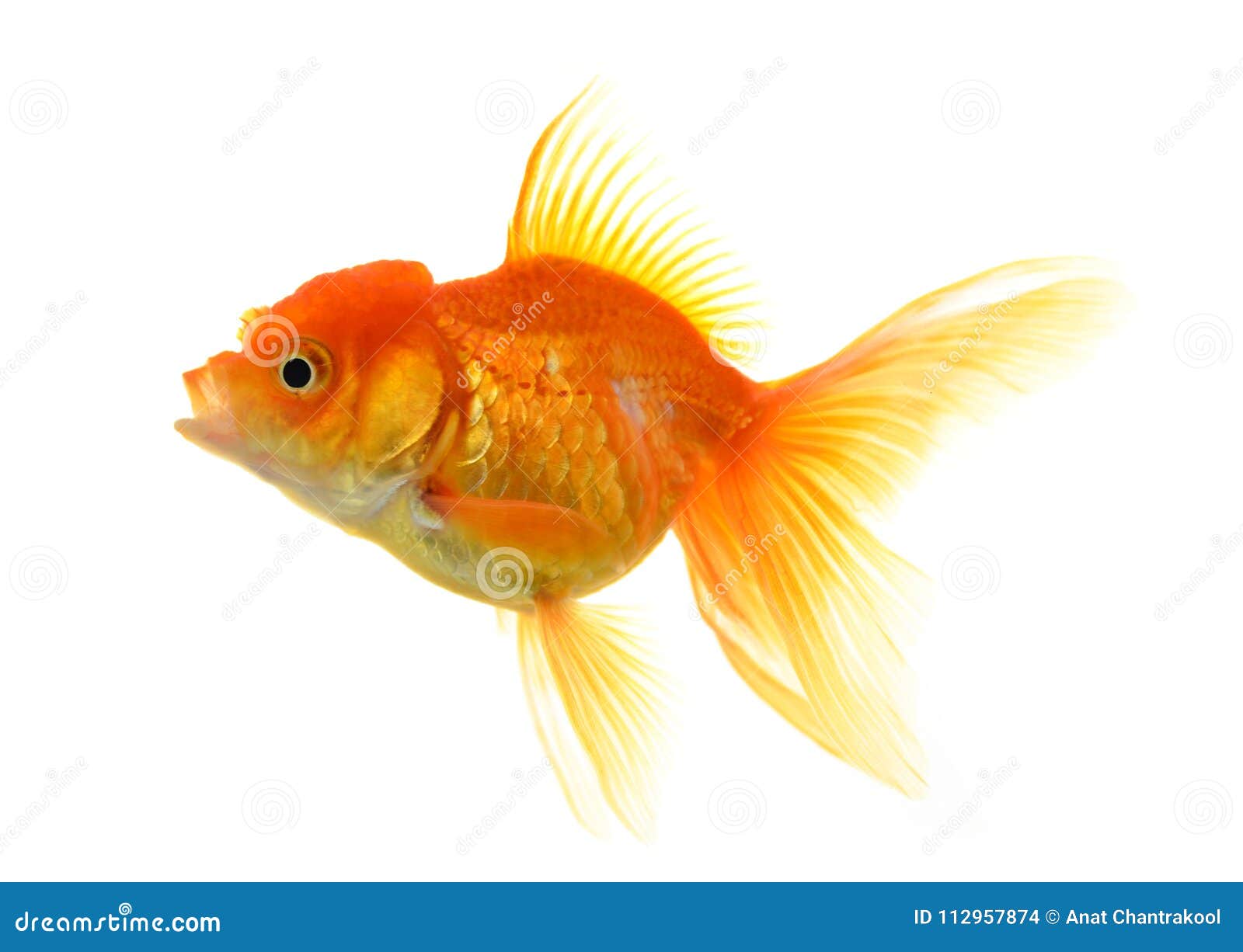 Goldfish on White Background Stock Photo - Image of fauna, aquarium ...