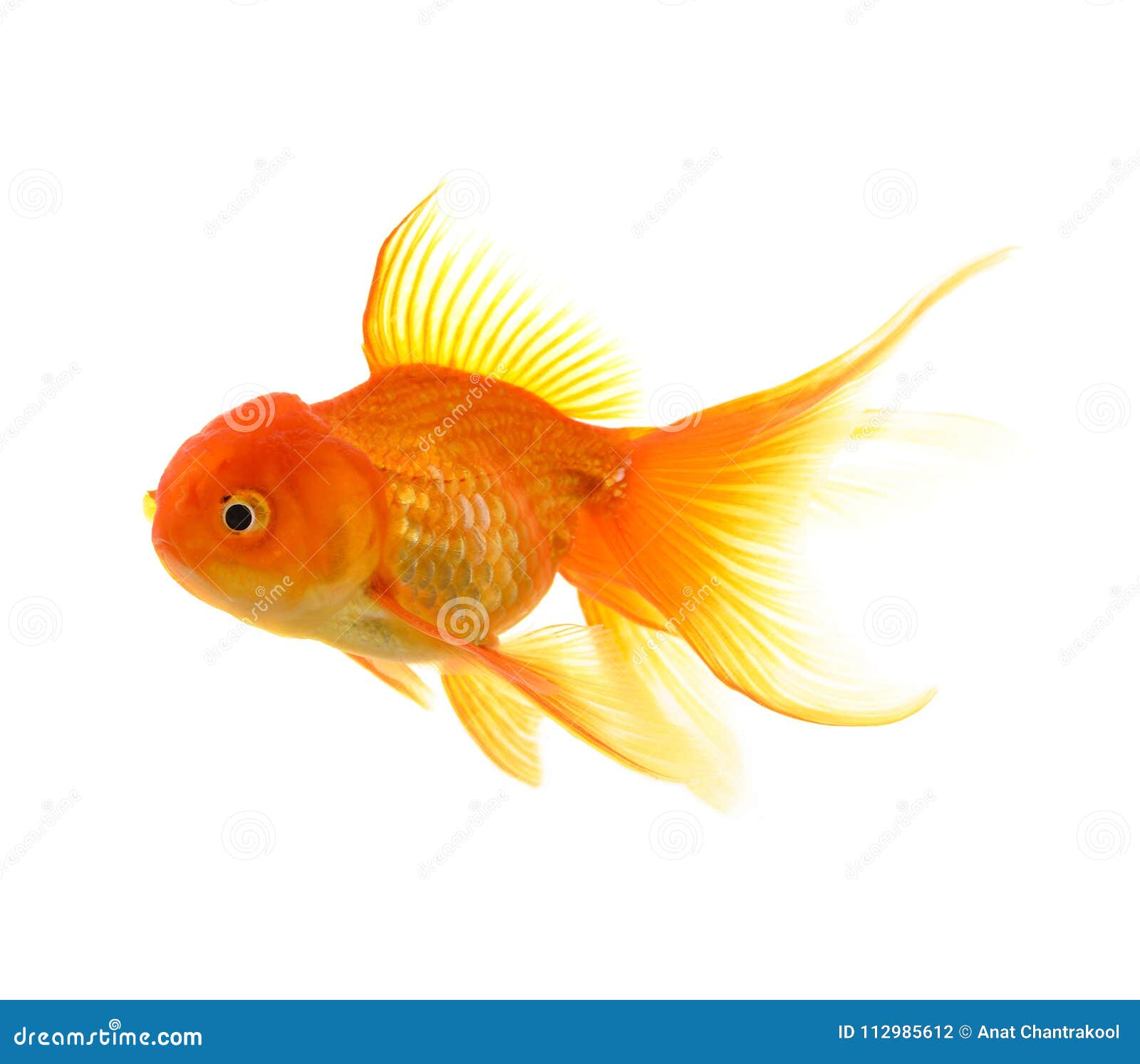 Goldfish on White Background Stock Photo - Image of gold, gill: 112985612