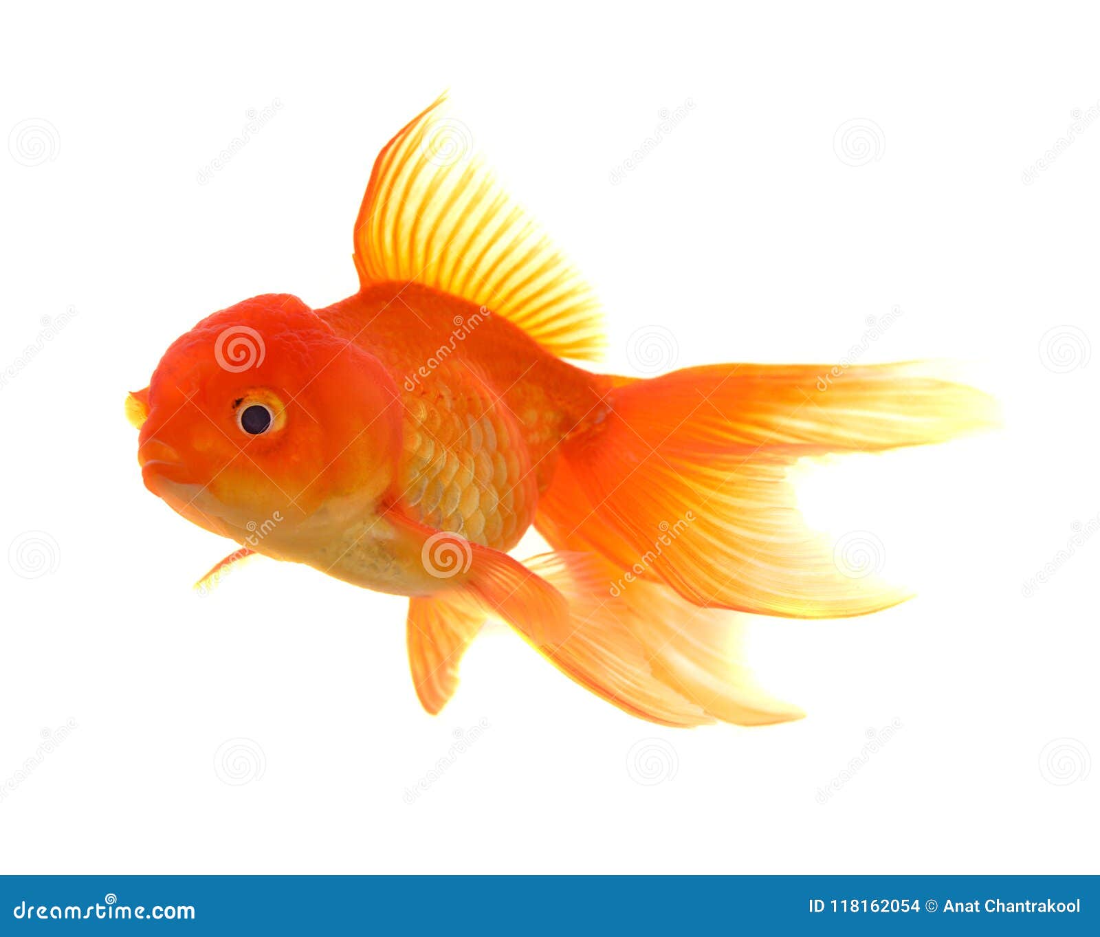 Goldfish White Background Stock Photos - Download 9,361 Royalty Free Photos