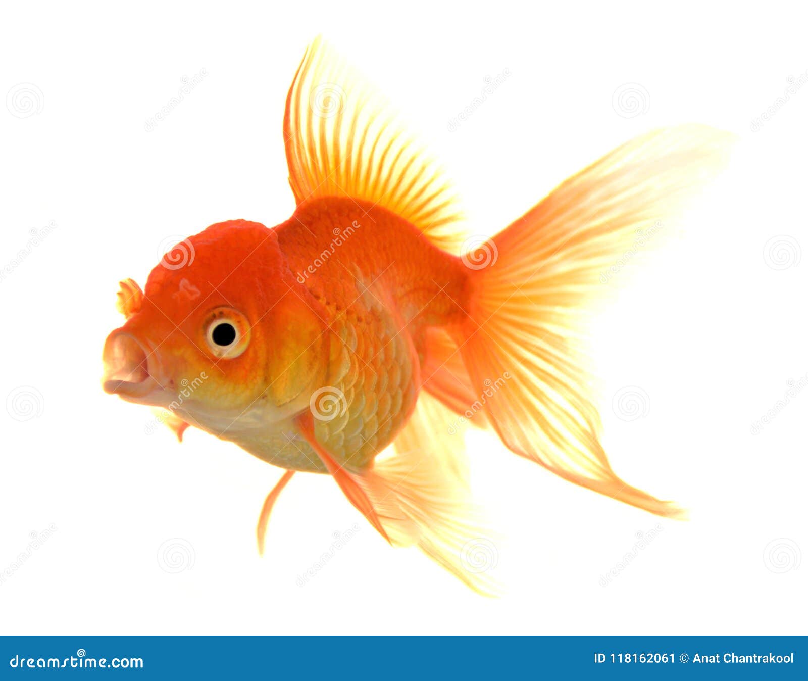 Goldfish on White Background Stock Image - Image of float, isolated ...