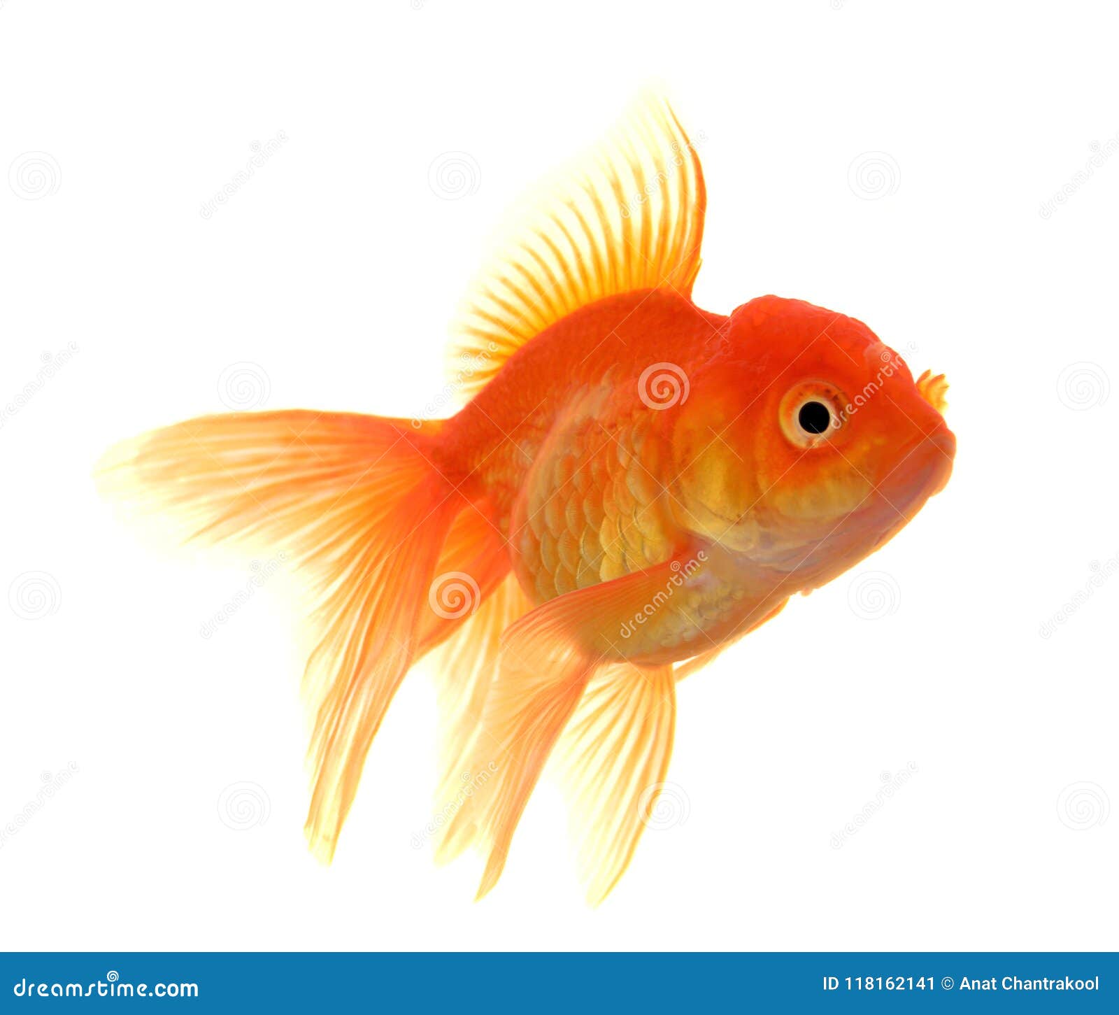 Goldfish on White Background Stock Image - Image of nature, gill: 118162141