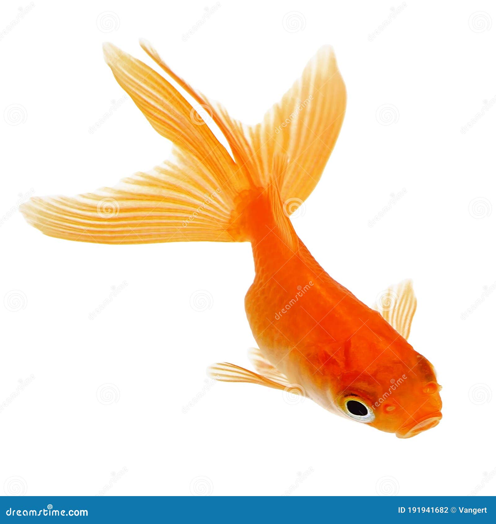 Goldfish on White Background Stock Photo - Image of gill, isolated ...