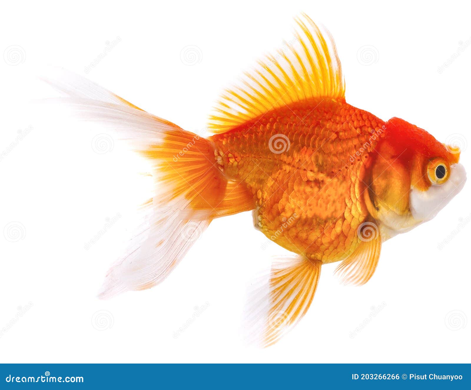 Goldfish Isolated on White Background Stock Photo - Image of fish ...
