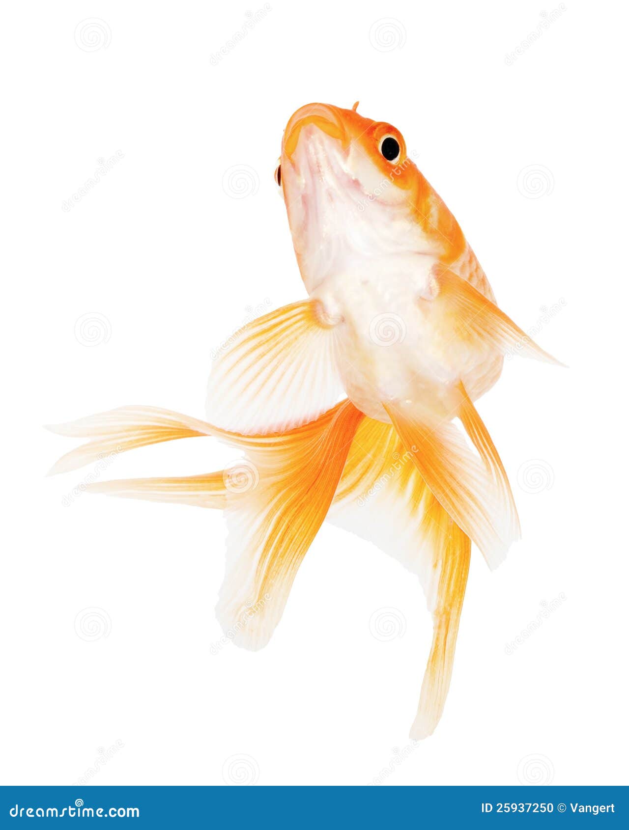 Goldfish On White Background Stock Photo - Image of animal, clean: 25937250