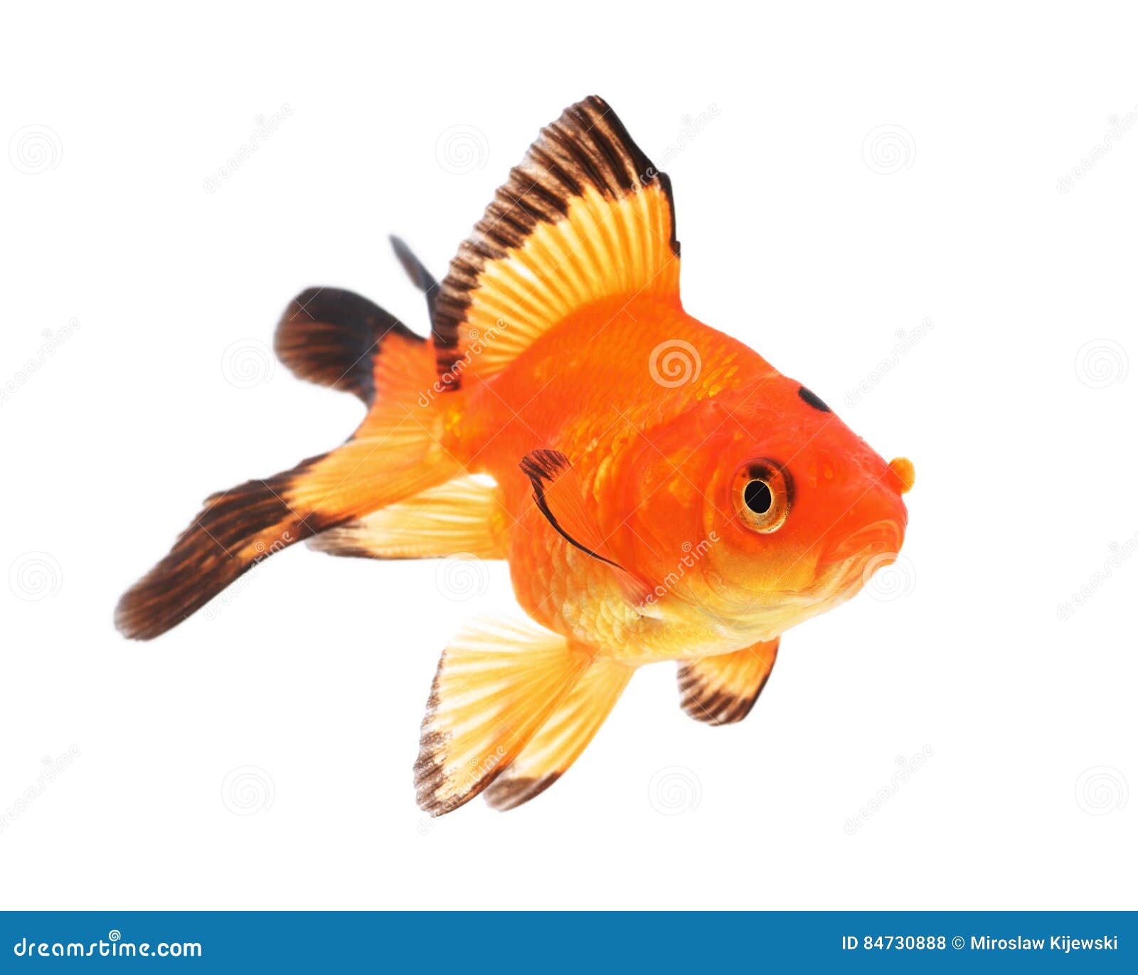 Goldfish on White Background Stock Photo - Image of background ...