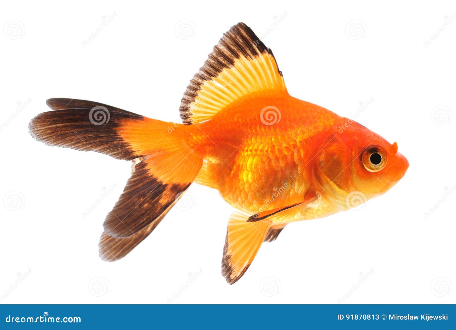 Goldfish on a White Background Stock Image - Image of swimming ...