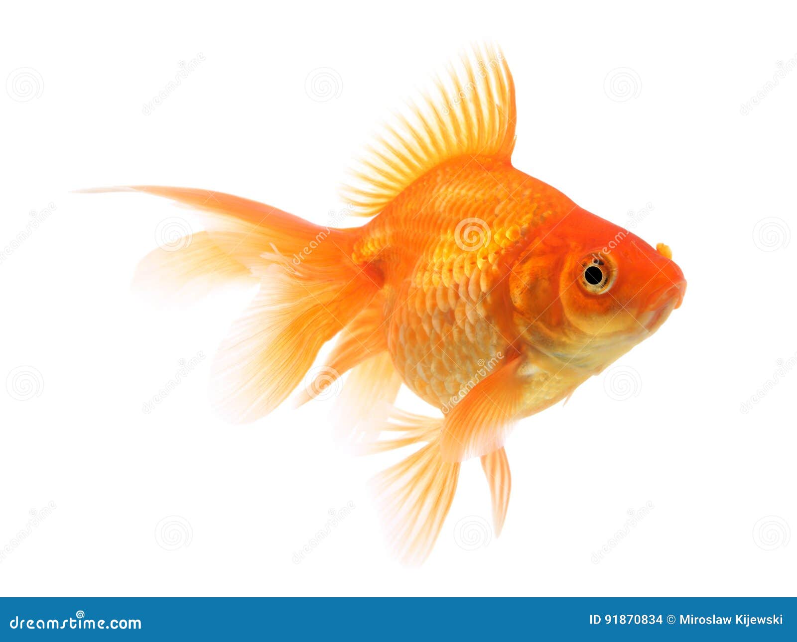 Goldfish on a White Background Stock Photo - Image of gills, animals ...