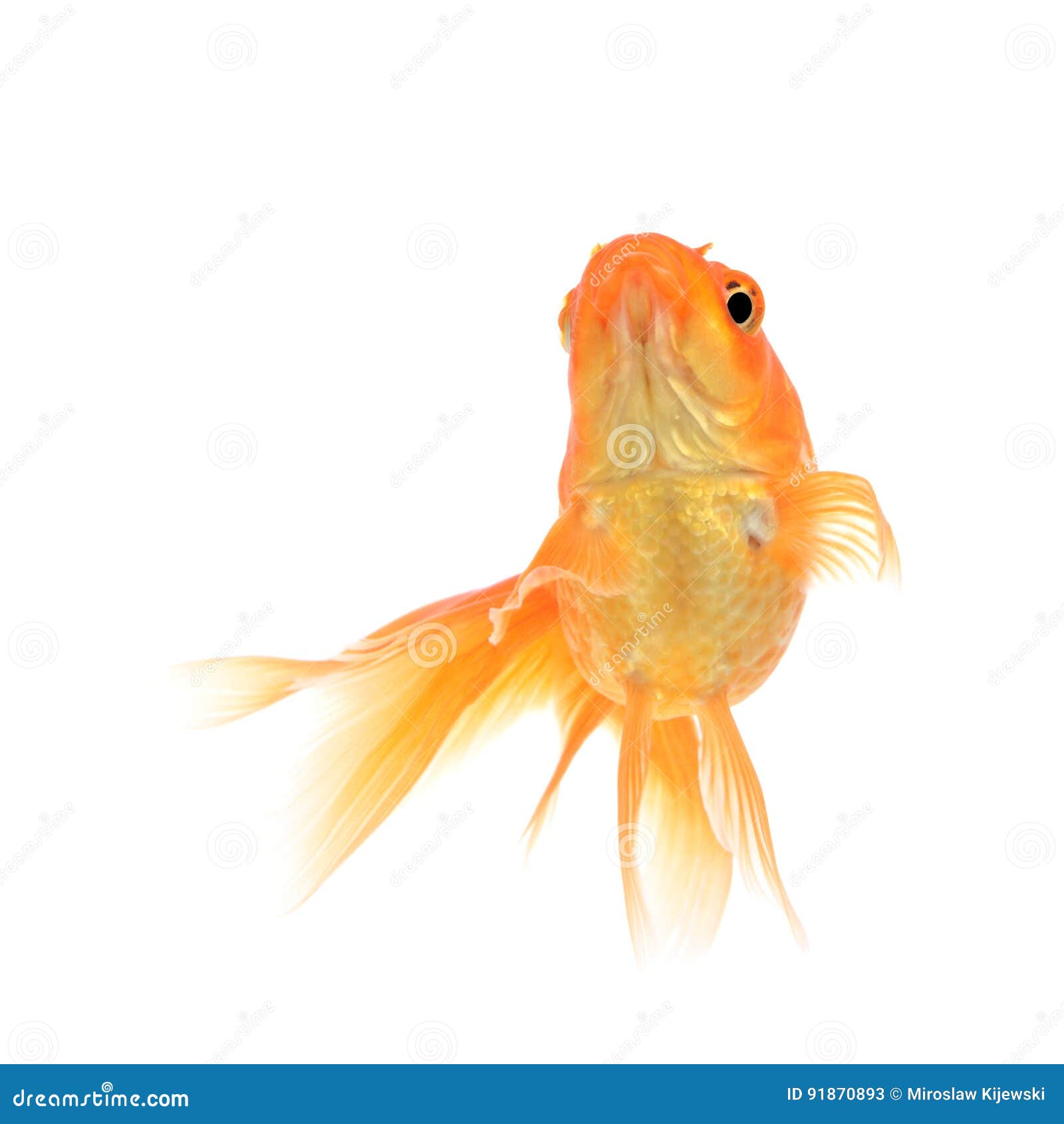 Goldfish on a White Background Stock Image - Image of domestic ...