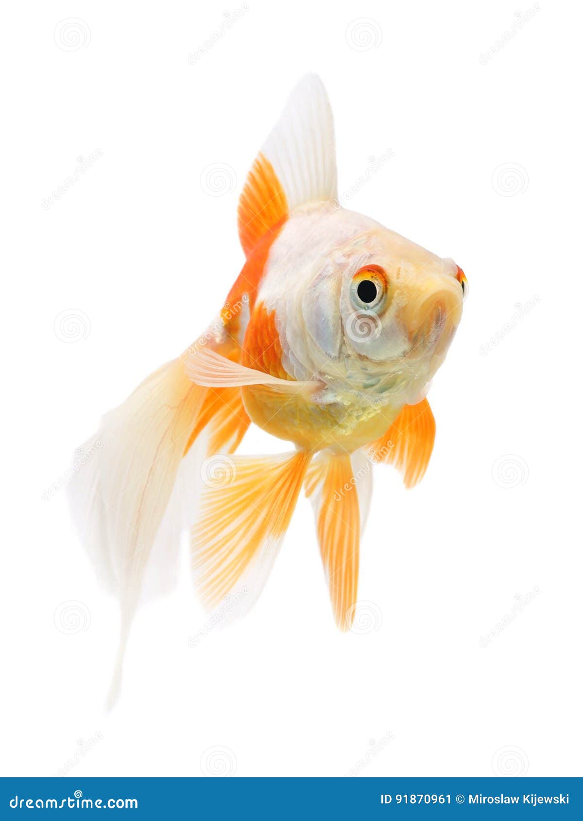 Goldfish on a White Background Stock Image - Image of vertical ...
