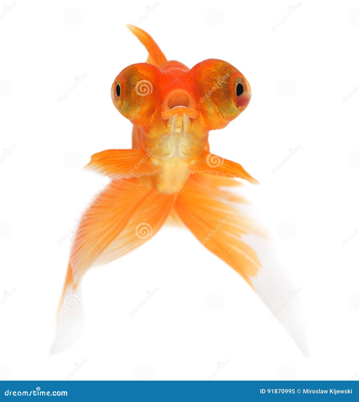 Goldfish on a White Background Stock Image - Image of water, white ...