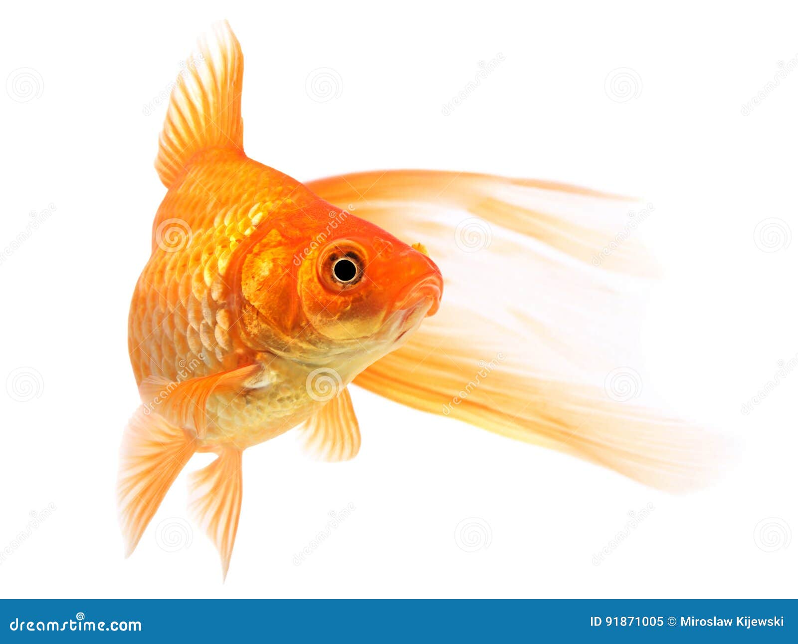 Goldfish on a White Background Stock Image - Image of fish, beauty ...