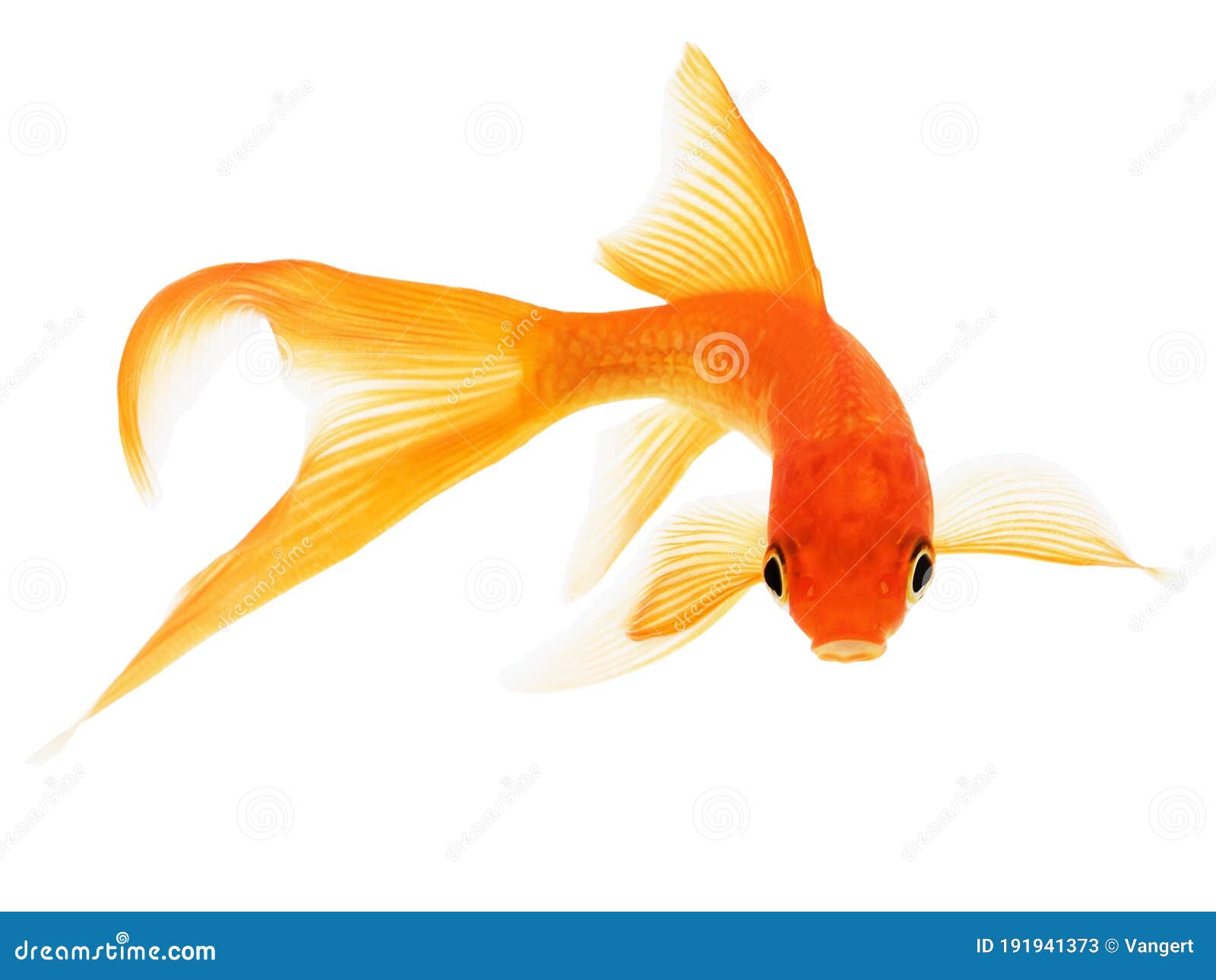 Goldfish on White Background Stock Image - Image of alone, bowl: 191941373