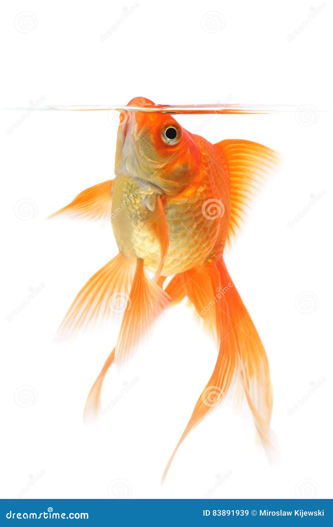 Goldfish on a White Background Stock Image - Image of animals, water ...