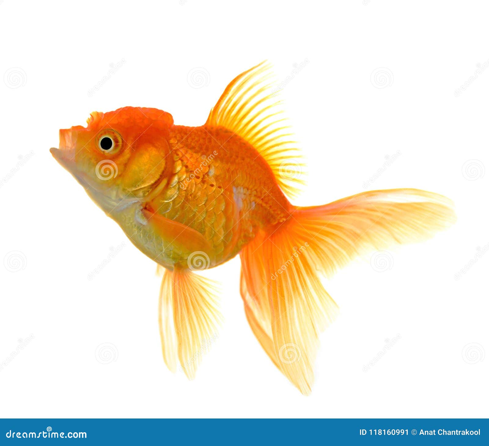 Goldfish on White Background Stock Image - Image of animal, colour ...