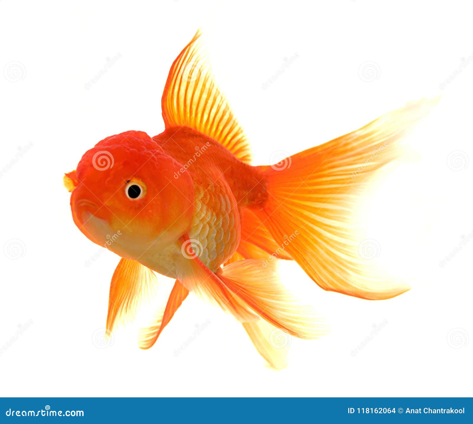 Goldfish on White Background Stock Photo - Image of carefree, little ...