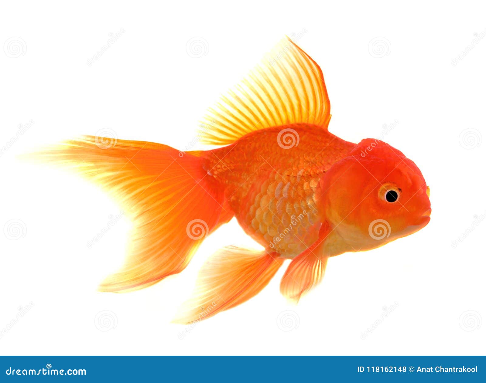 Goldfish on White Background Stock Photo - Image of lazy, carefree ...