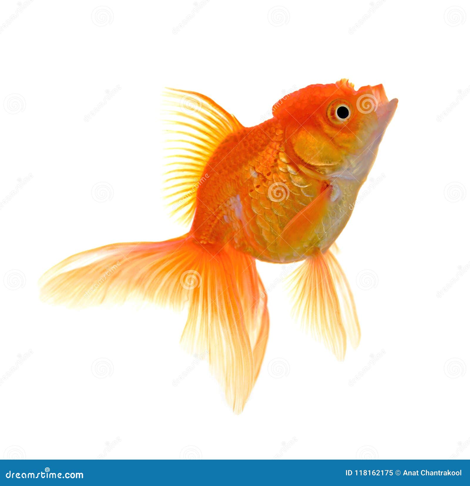 Goldfish on White Background Stock Image - Image of single, clear ...