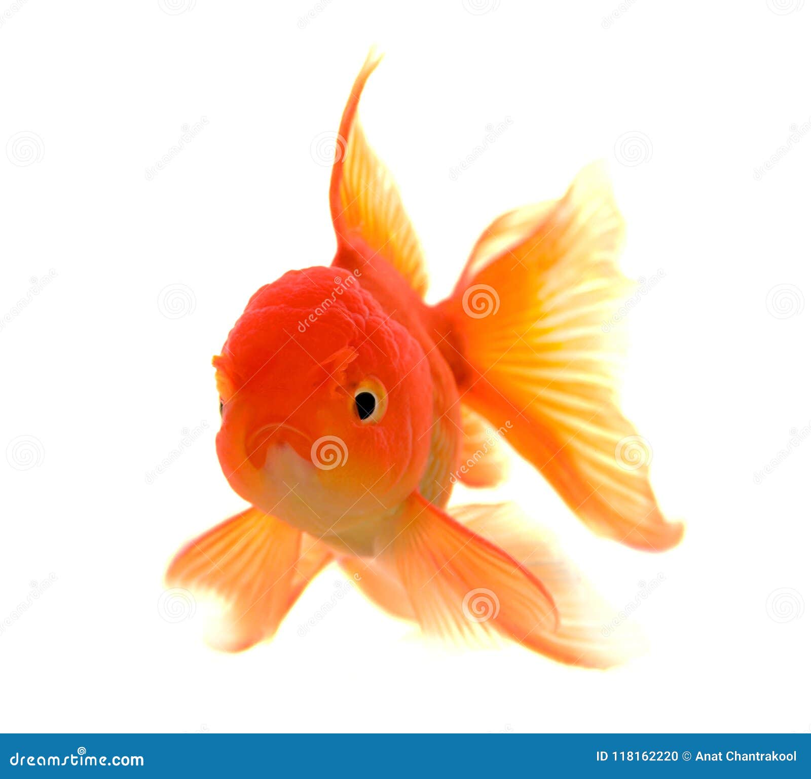 Goldfish on White Background Stock Photo - Image of orange, isolated ...