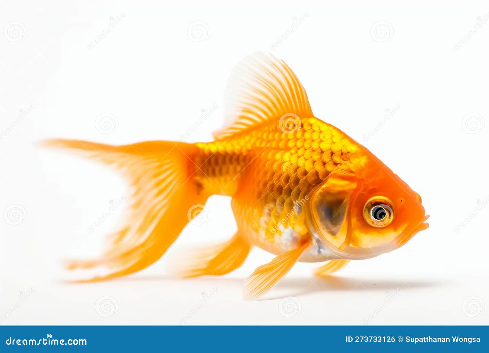 Goldfish on White Background Stock Illustration - Illustration of ...