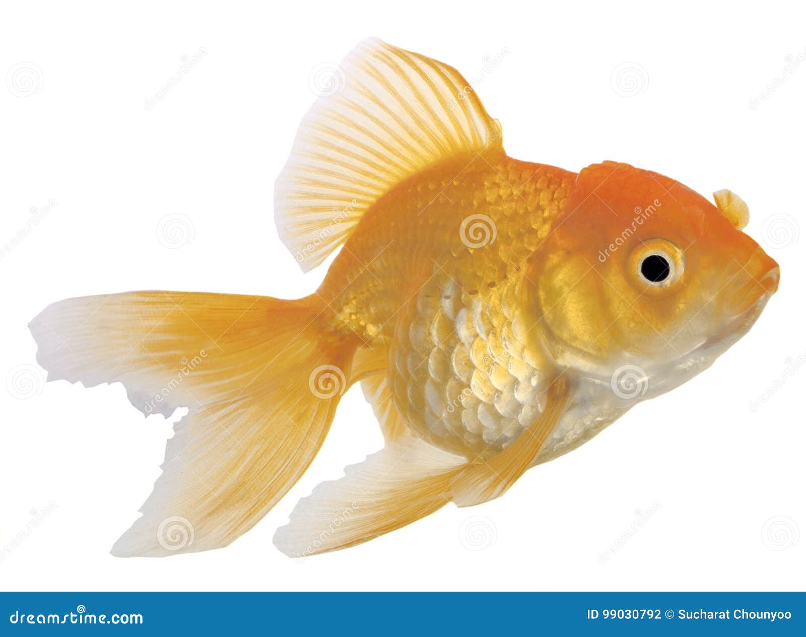 Goldfish On White Background Stock Photo - Image of clear, life: 99030792