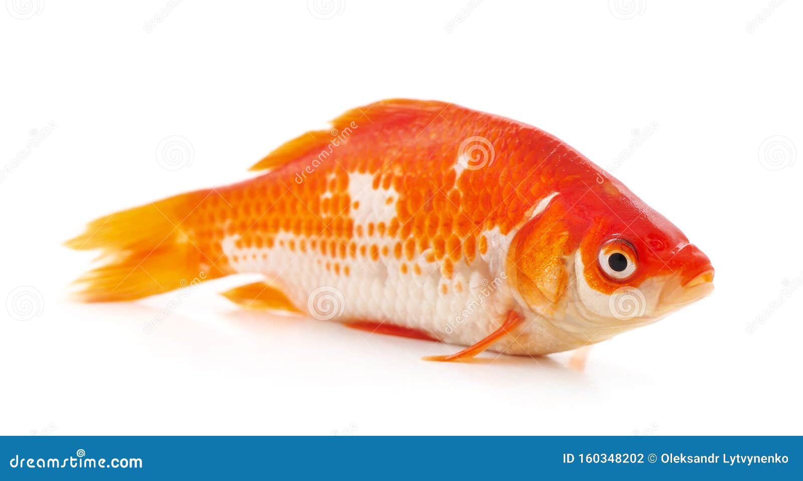 Goldfish on White Background Stock Photo - Image of aquarium, fauna ...