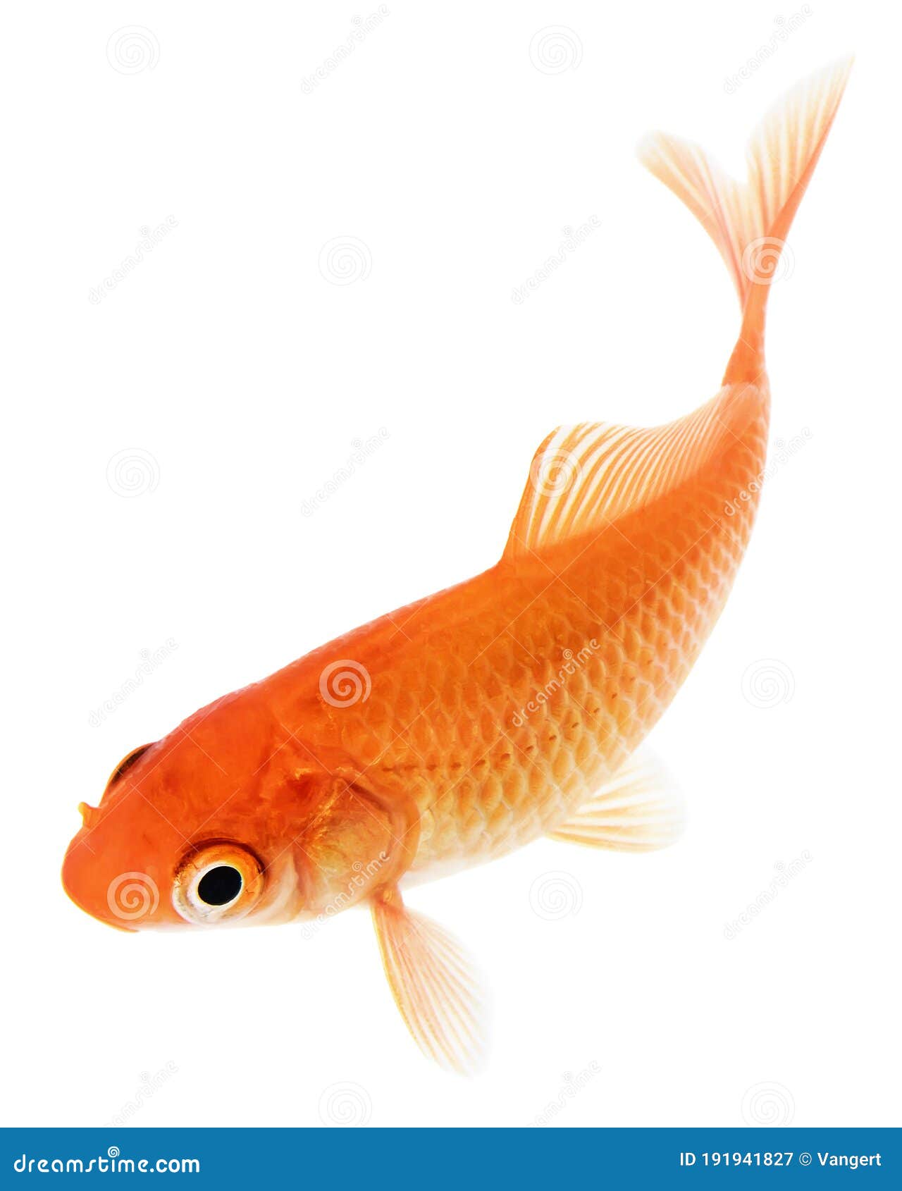 Goldfish on White Background Stock Image - Image of fishtank, lazy ...