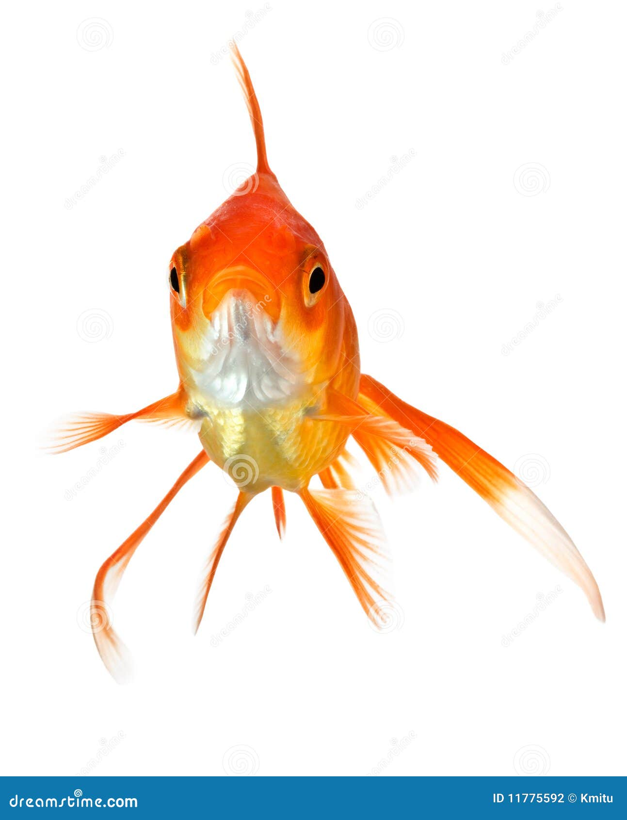 Goldfish on White - Front View Stock Photo - Image of gold, single ...