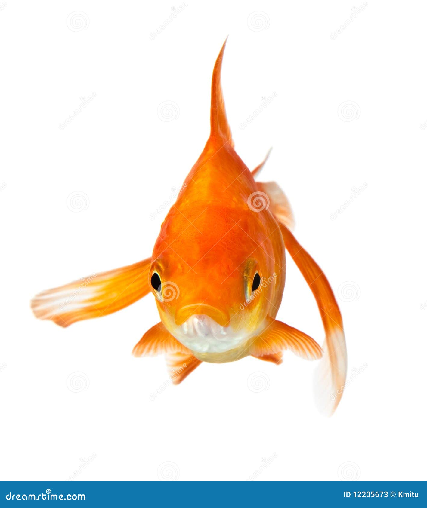 Goldfish On White - Front View Stock Photos - Image: 12205673