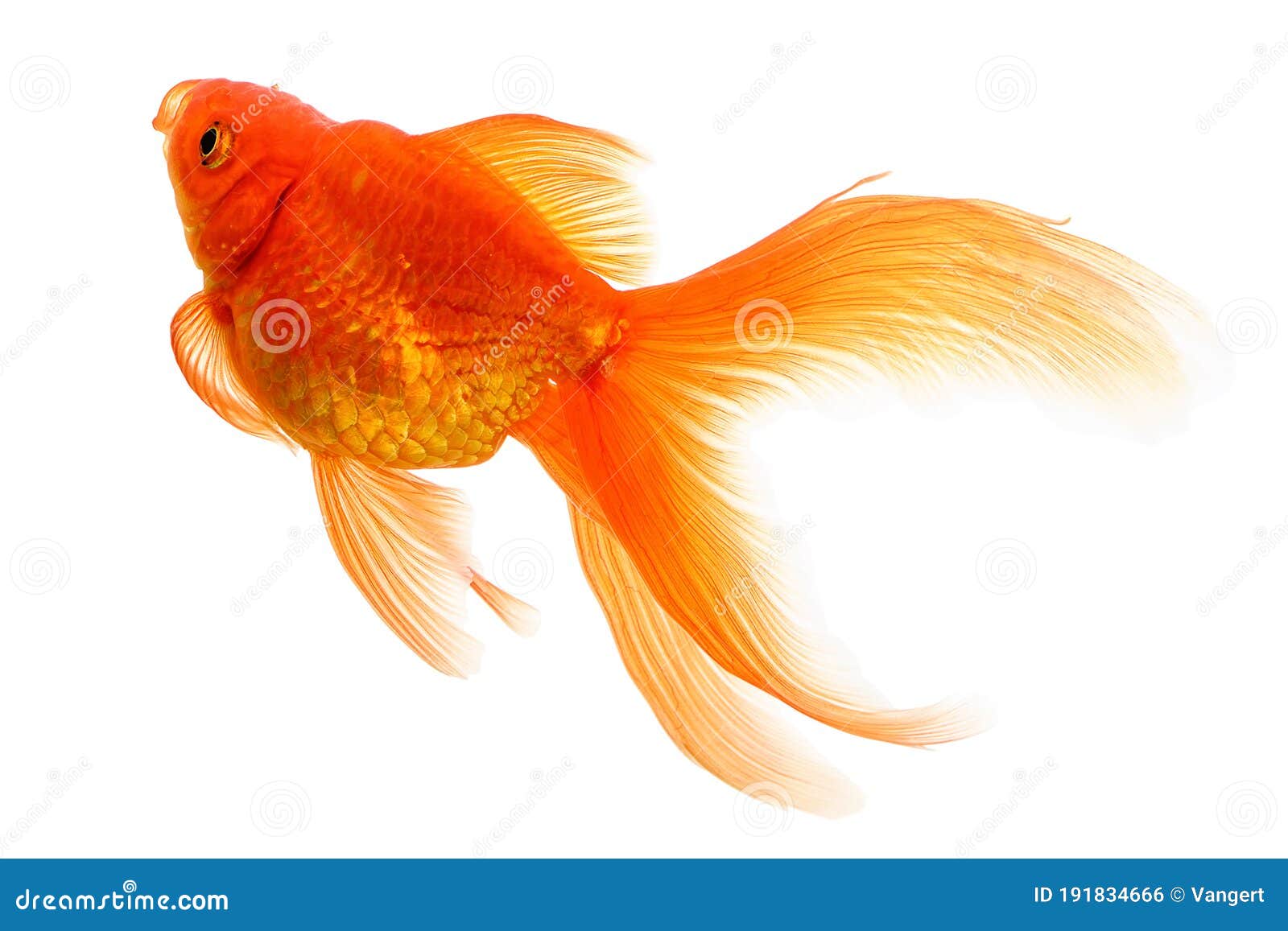 Goldfish on White stock photo. Image of habitat, fauna - 191834666